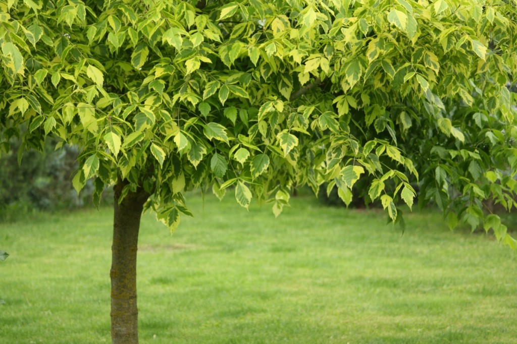 Intretinere sezoniala - Amenajari Gradini Speciale